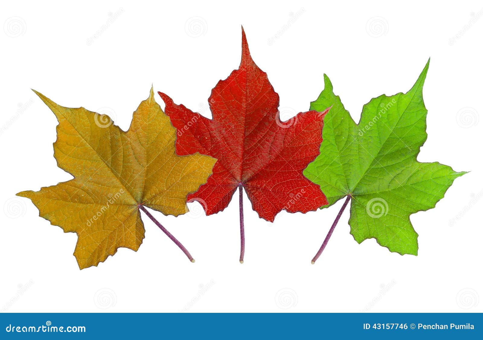 Many color of leaves stock photo. Image of color, maple - 43157746