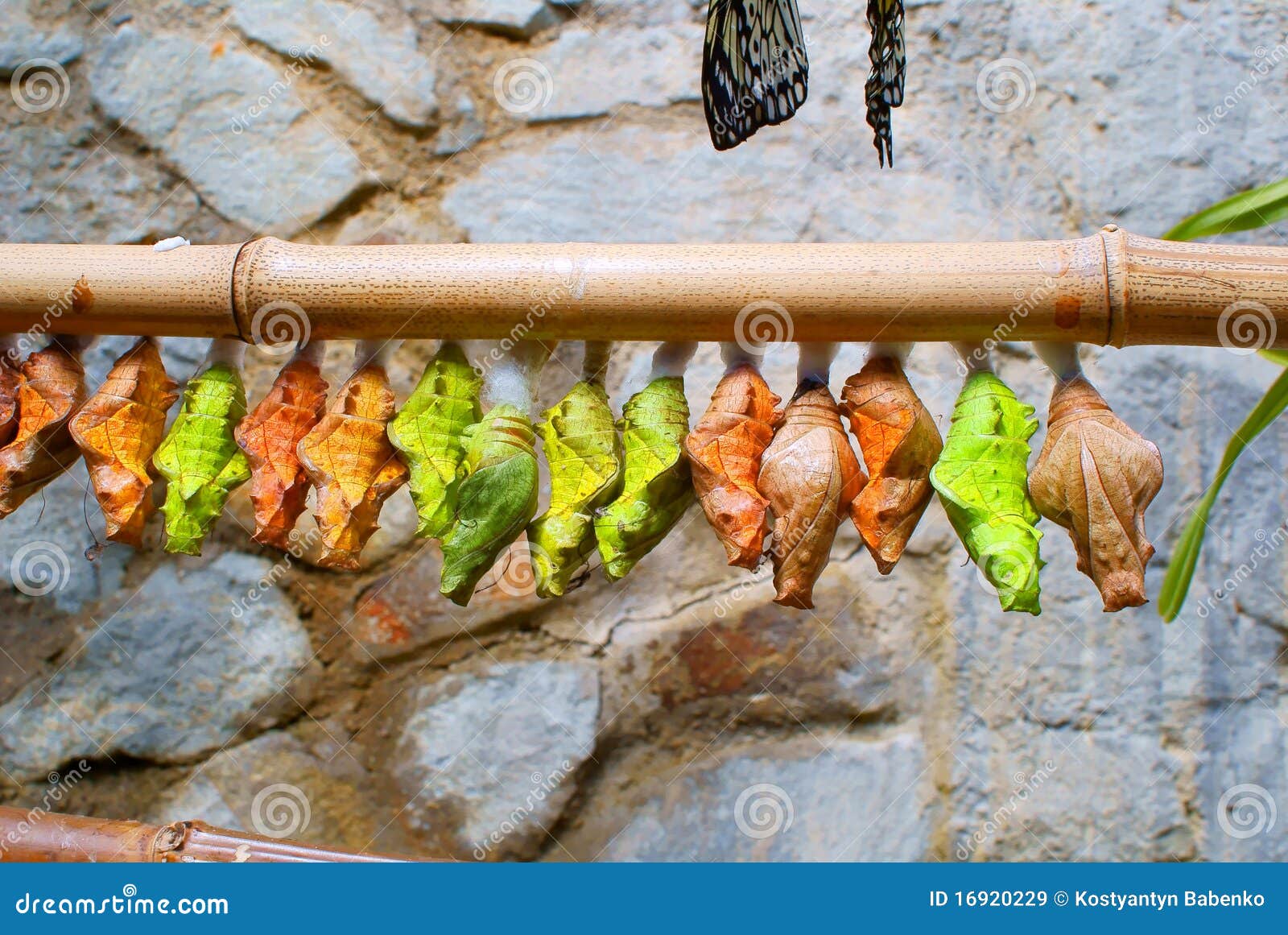 Many colored cocoons stock image. Image of housing, metamorphosis ...