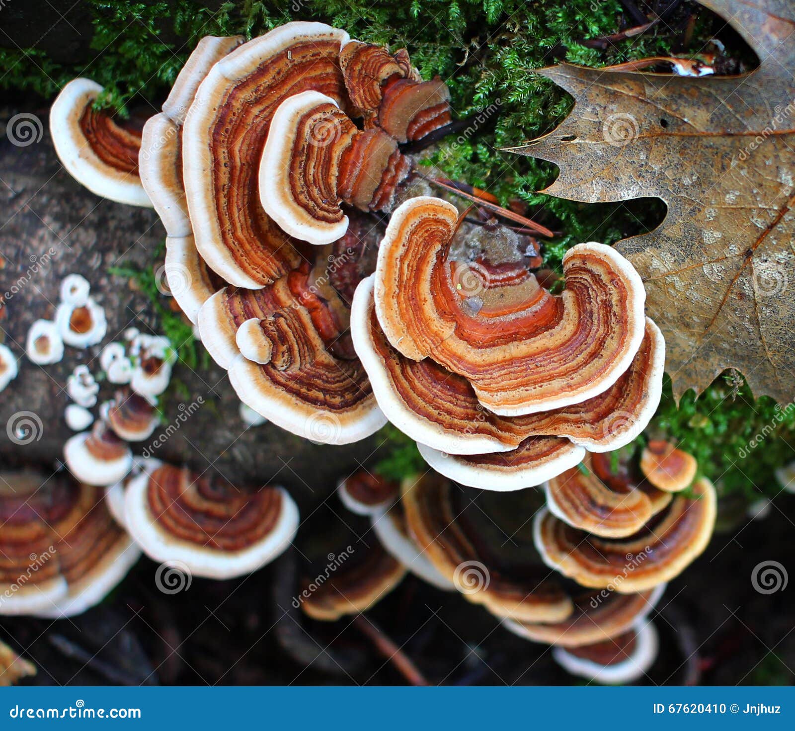 Many-Colored Polypore stock photo. Image of caps, colored - 67620410
