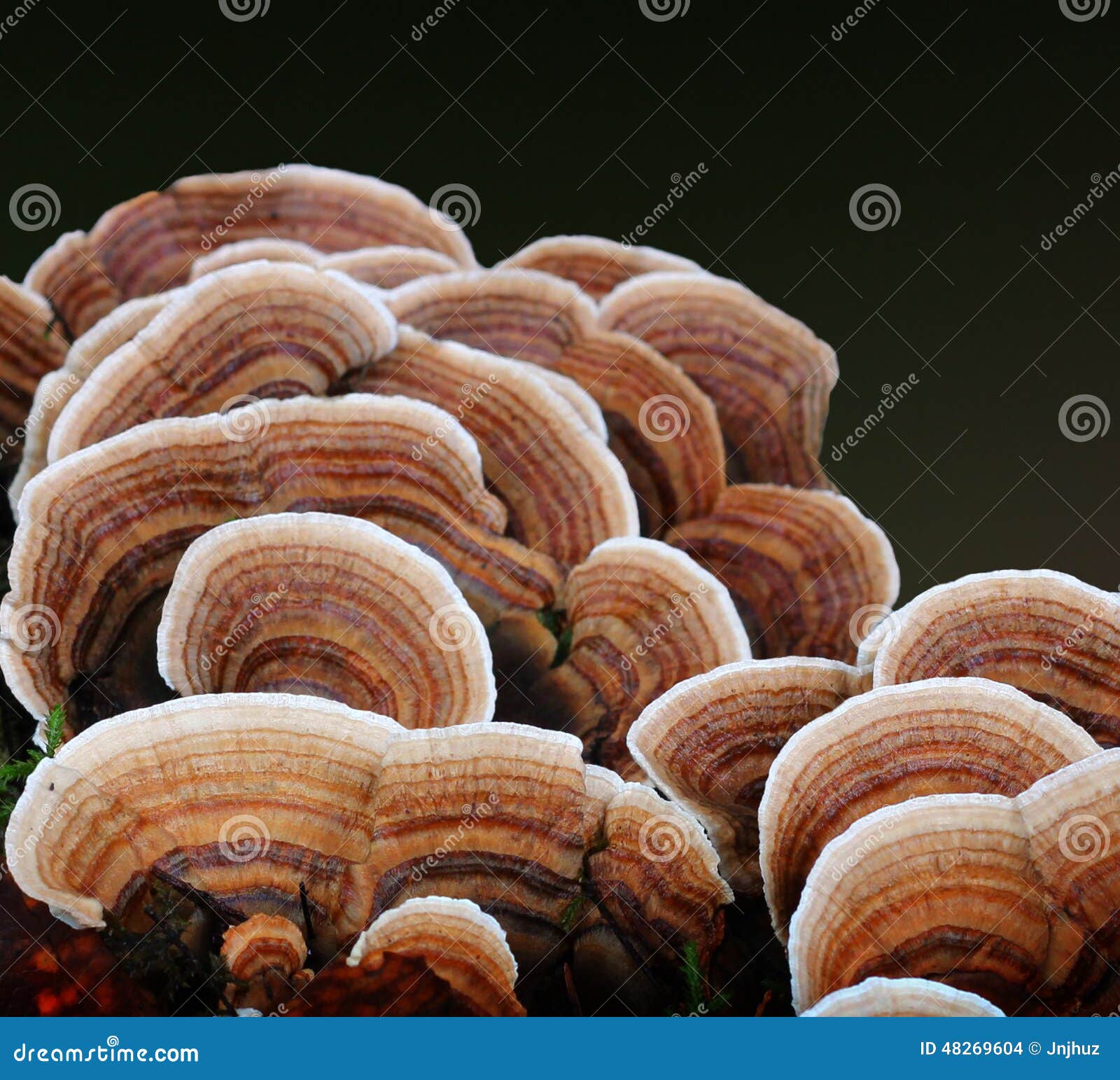 Many-colored Polypore Fungus Stock Photo - Image of fungus, caps: 48269604