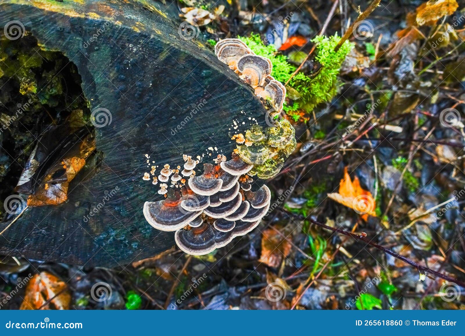 Many Colored Polypore Mushrooms on a Tree Trunk in a Forest View from ...