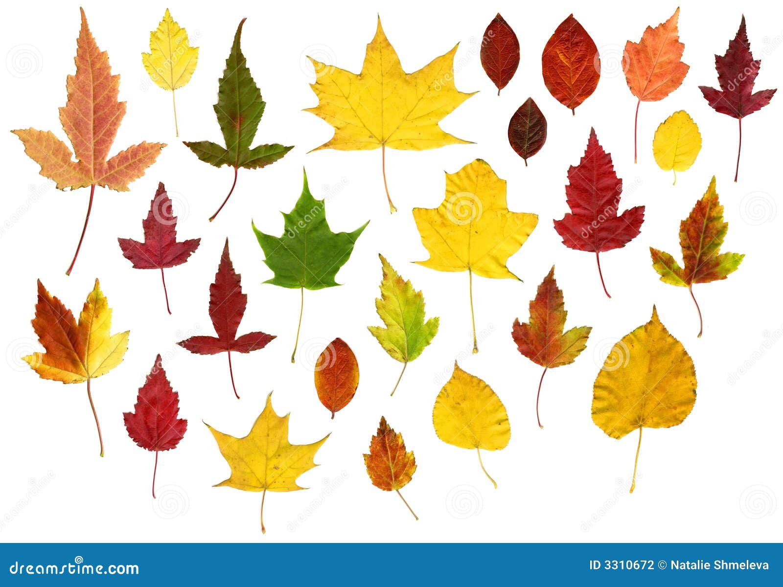 Many Colorful Autumn Leaves Stock Photo - Image of botanical, decorate ...