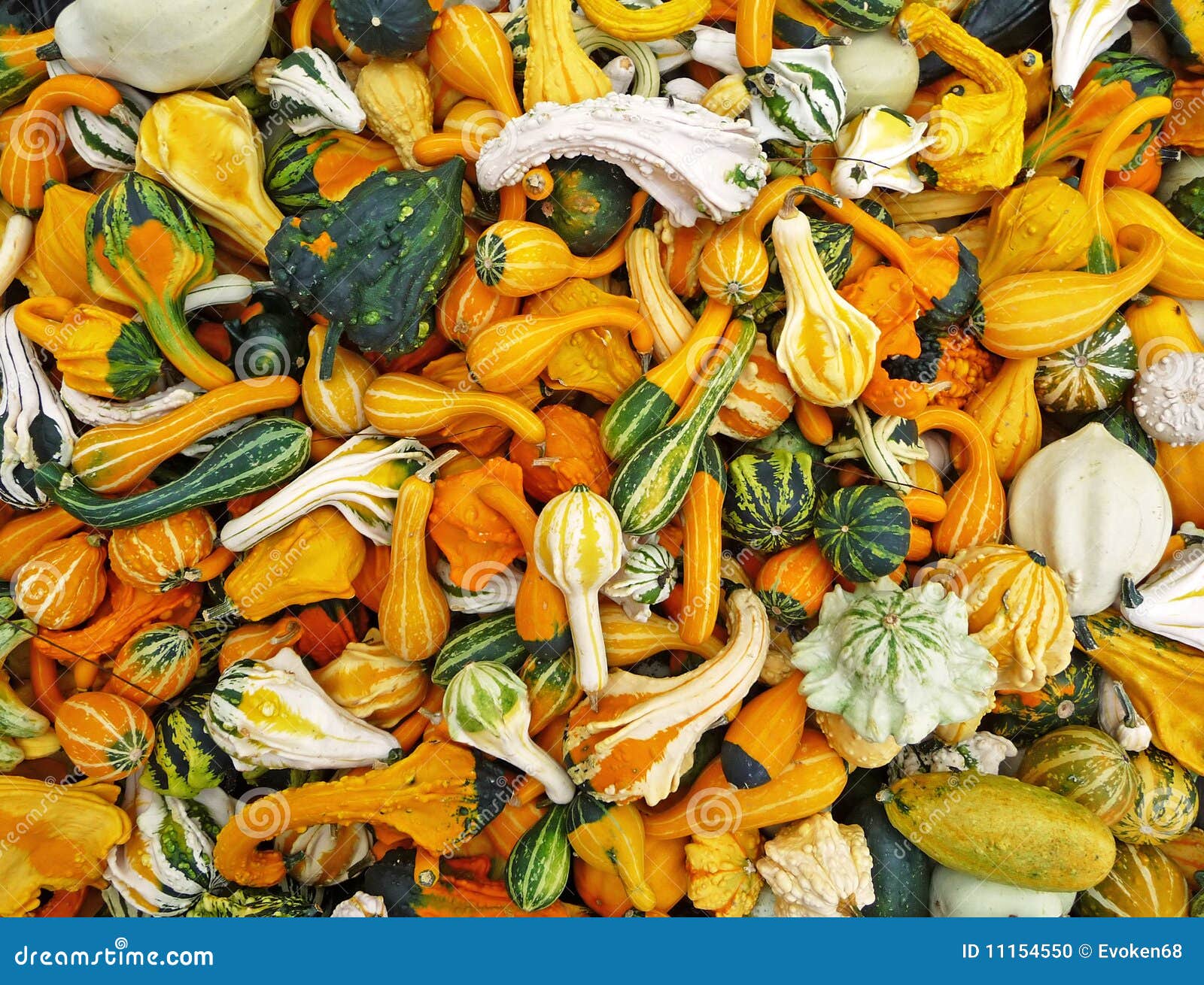 Many Colorful Gourds Background Stock Photo - Image of produce, farm ...