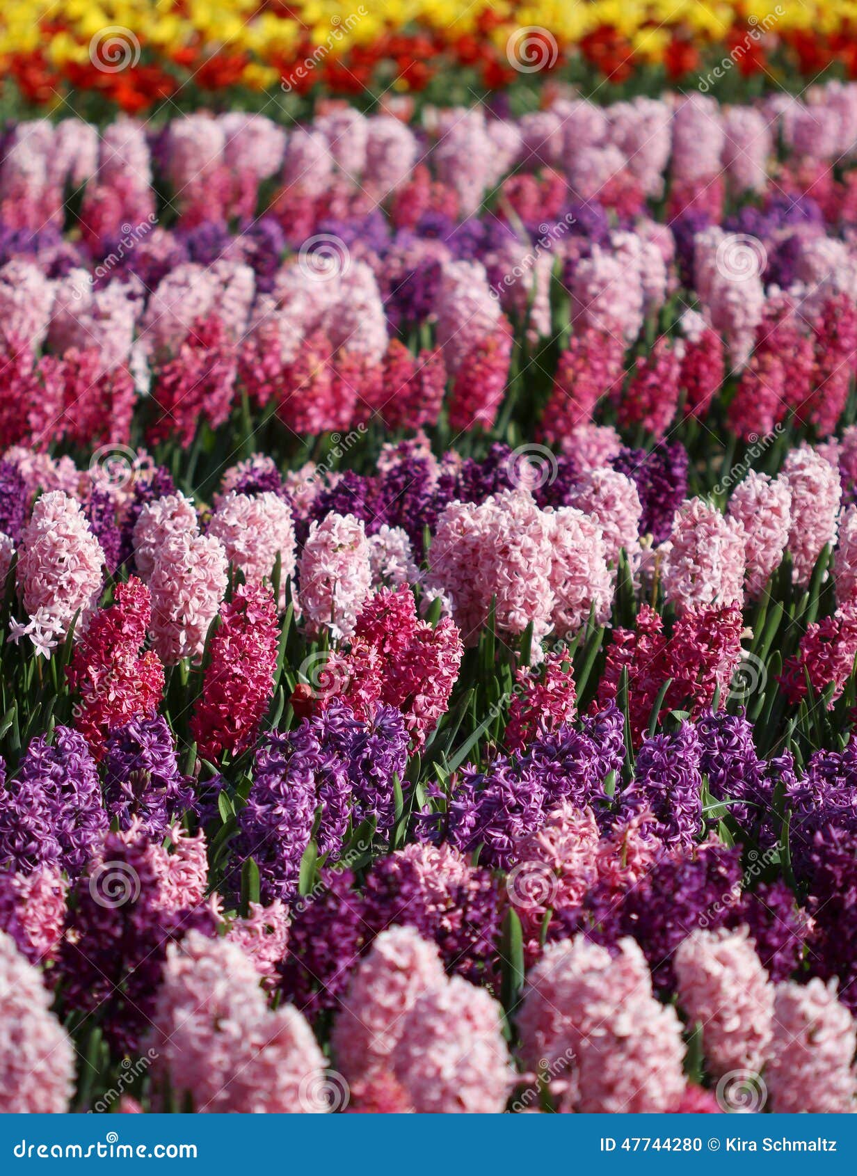 Many Colorful Hyacinths Growing Under the Spring Sunlight in Park Stock ...