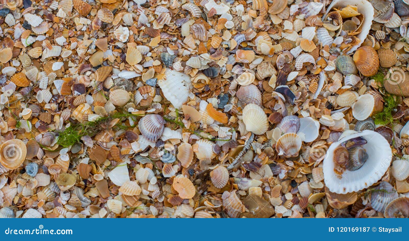 Many Colorful Shells on the Beach Stock Image - Image of multicolored ...