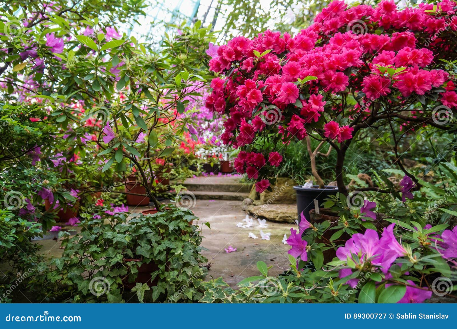 Many Colors Colorful Azaleas. Stock Image - Image of garden, blossom ...