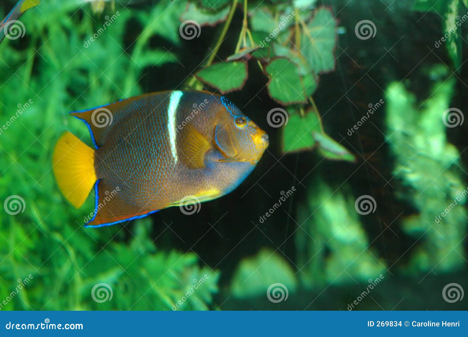 Many colors fish 2 stock photo. Image of fish, lake, life - 269834