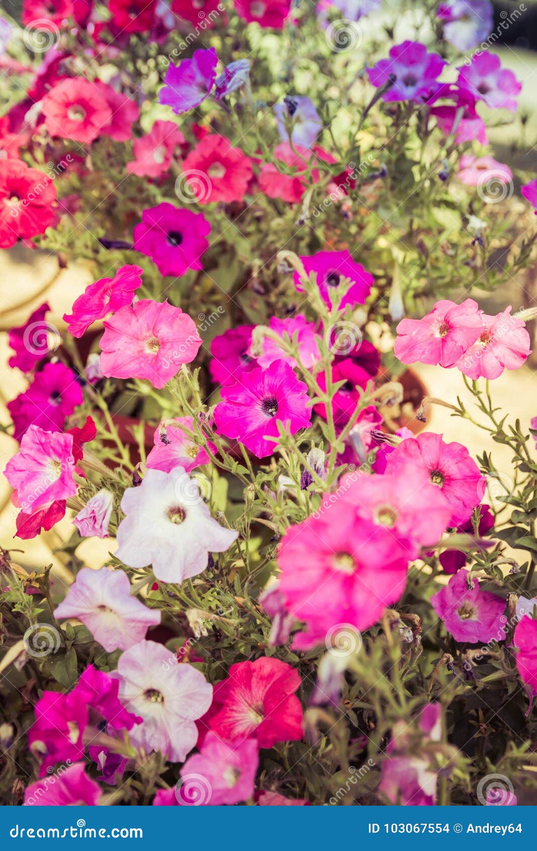 Many Colors of Petunia. Flower Bed Stock Photo - Image of love, color ...