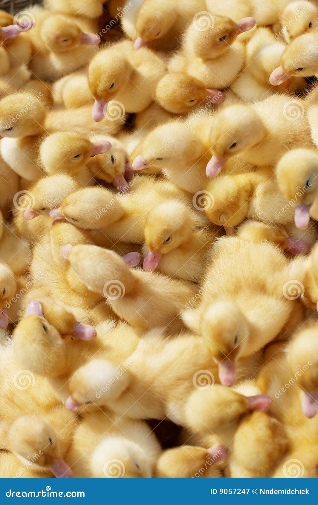 Many Coloured Newborn Ducklings Stock Image - Image of duckling, funny ...