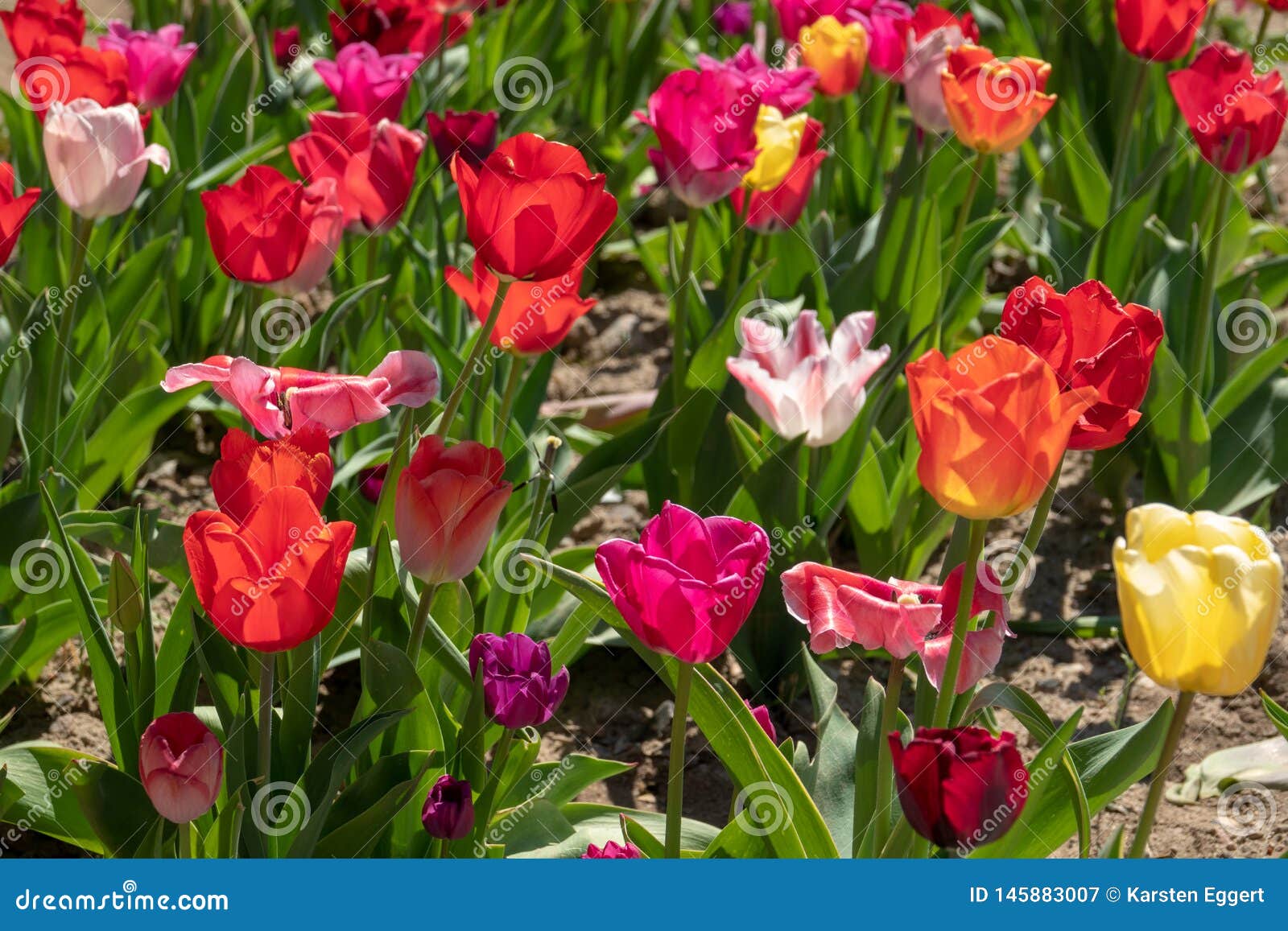 Some Colourful Tulips Stand on a Tulip Field Stock Image - Image of ...