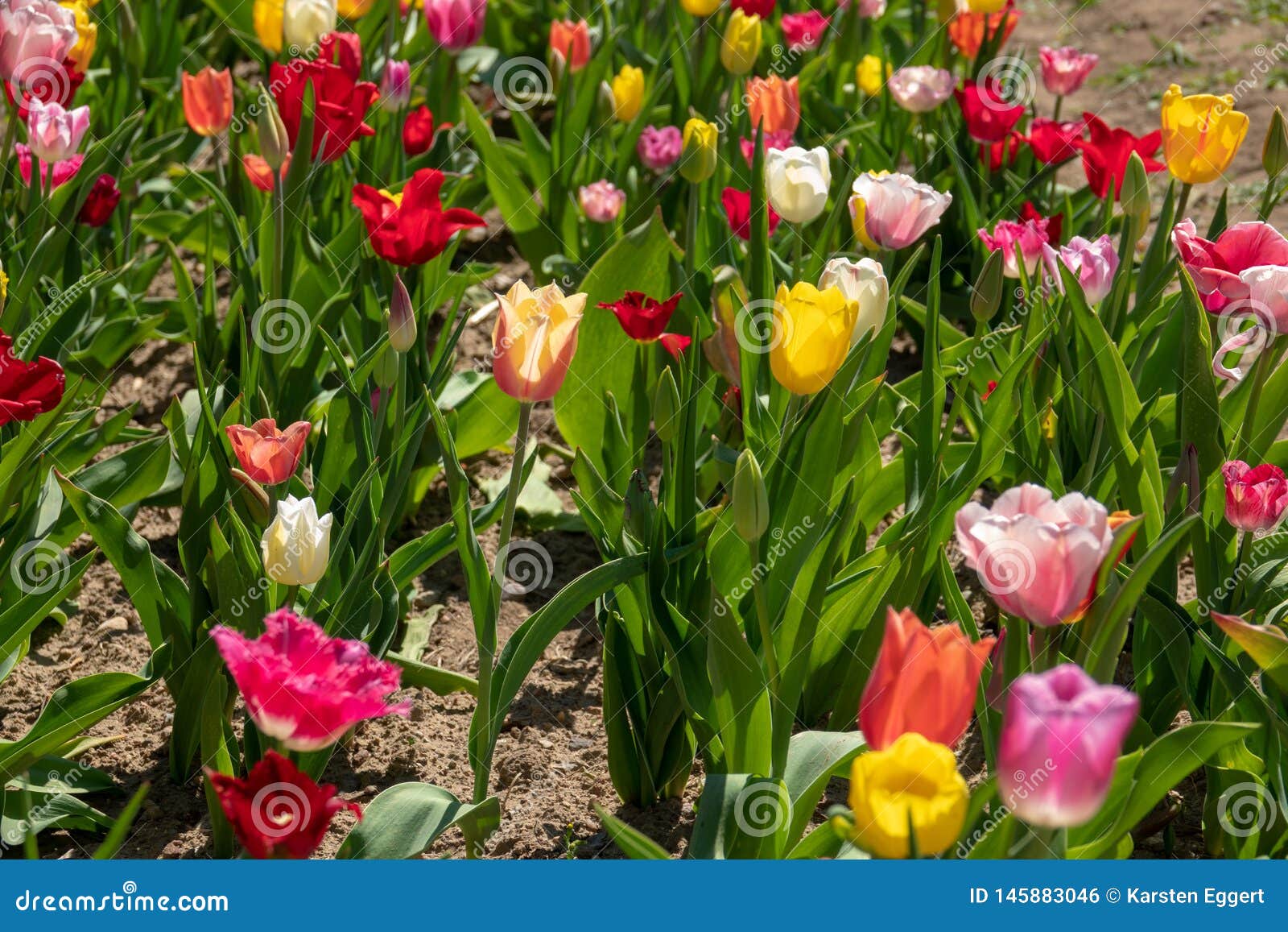 Some Colourful Tulips Stand on a Tulip Field Stock Photo - Image of ...