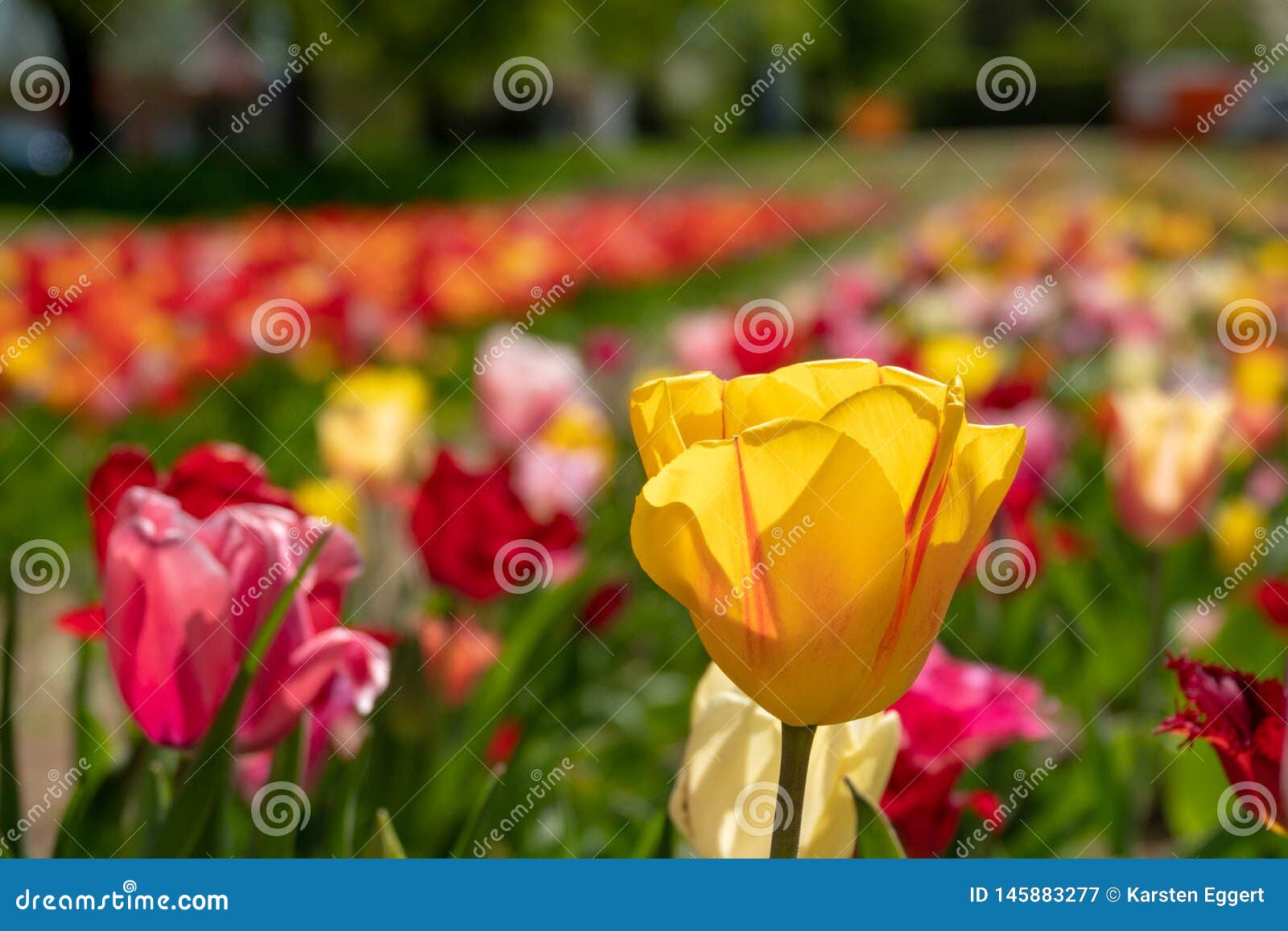 Some Colourful Tulips Stand on a Tulip Field Stock Image - Image of ...