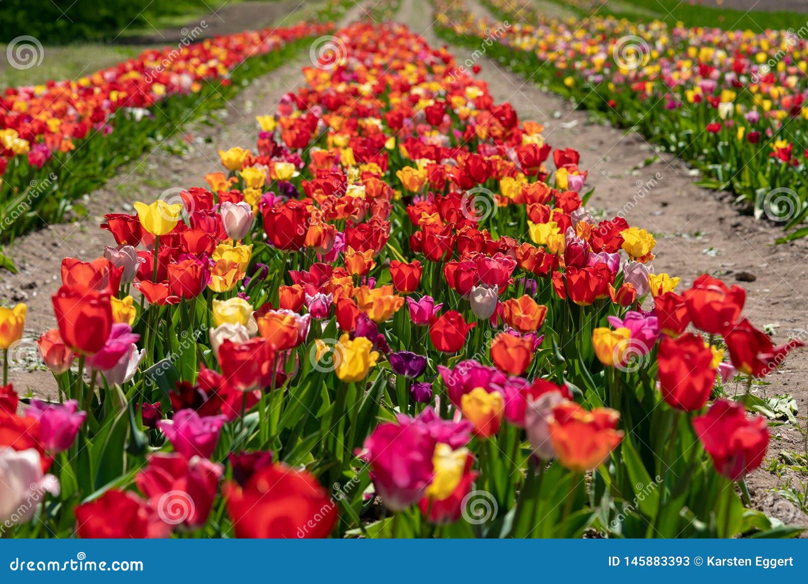 Some Colourful Tulips Stand on a Tulip Field Stock Image - Image of ...