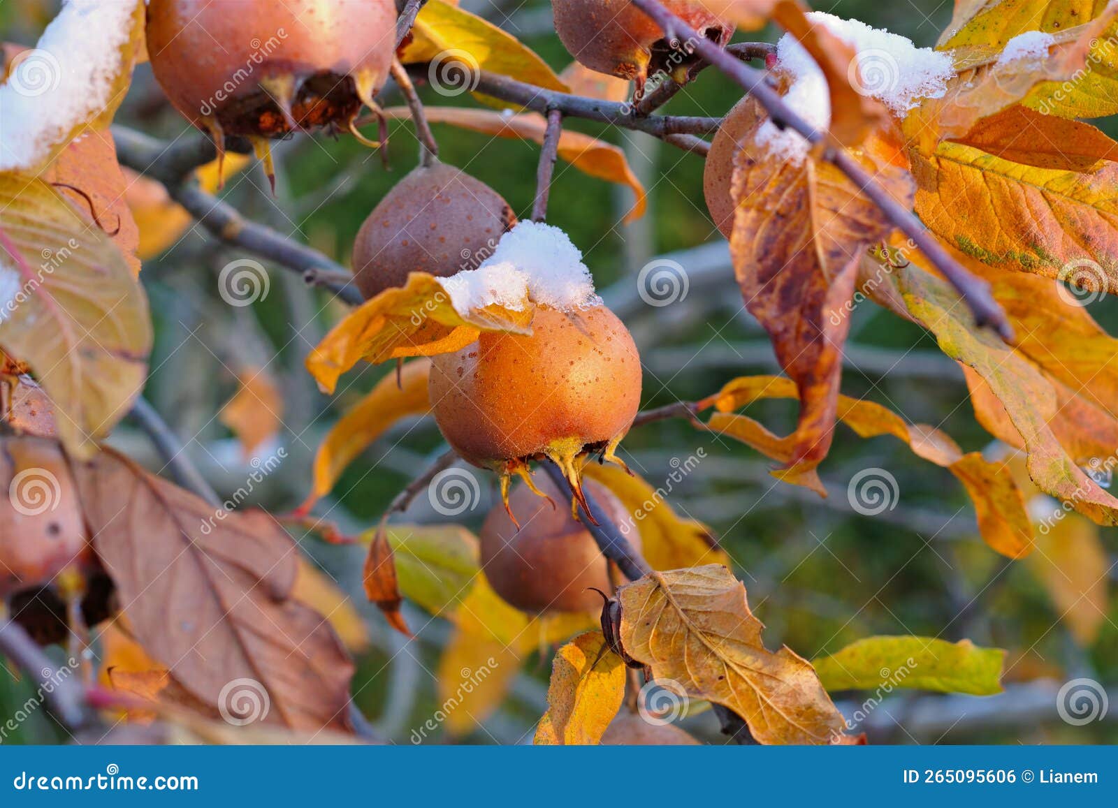 Many Common Medlar on Tree with Snow Stock Photo - Image of season ...