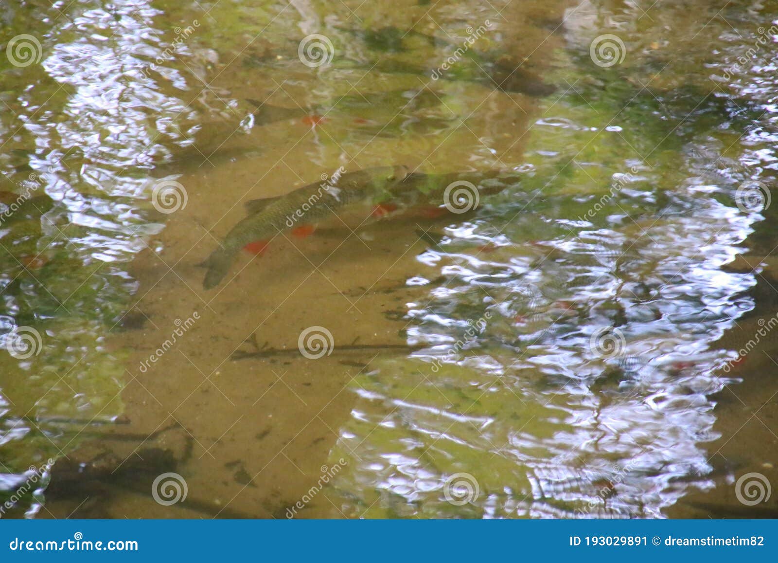 Many Common Roach Swim in a River Stock Image - Image of closeup, float ...