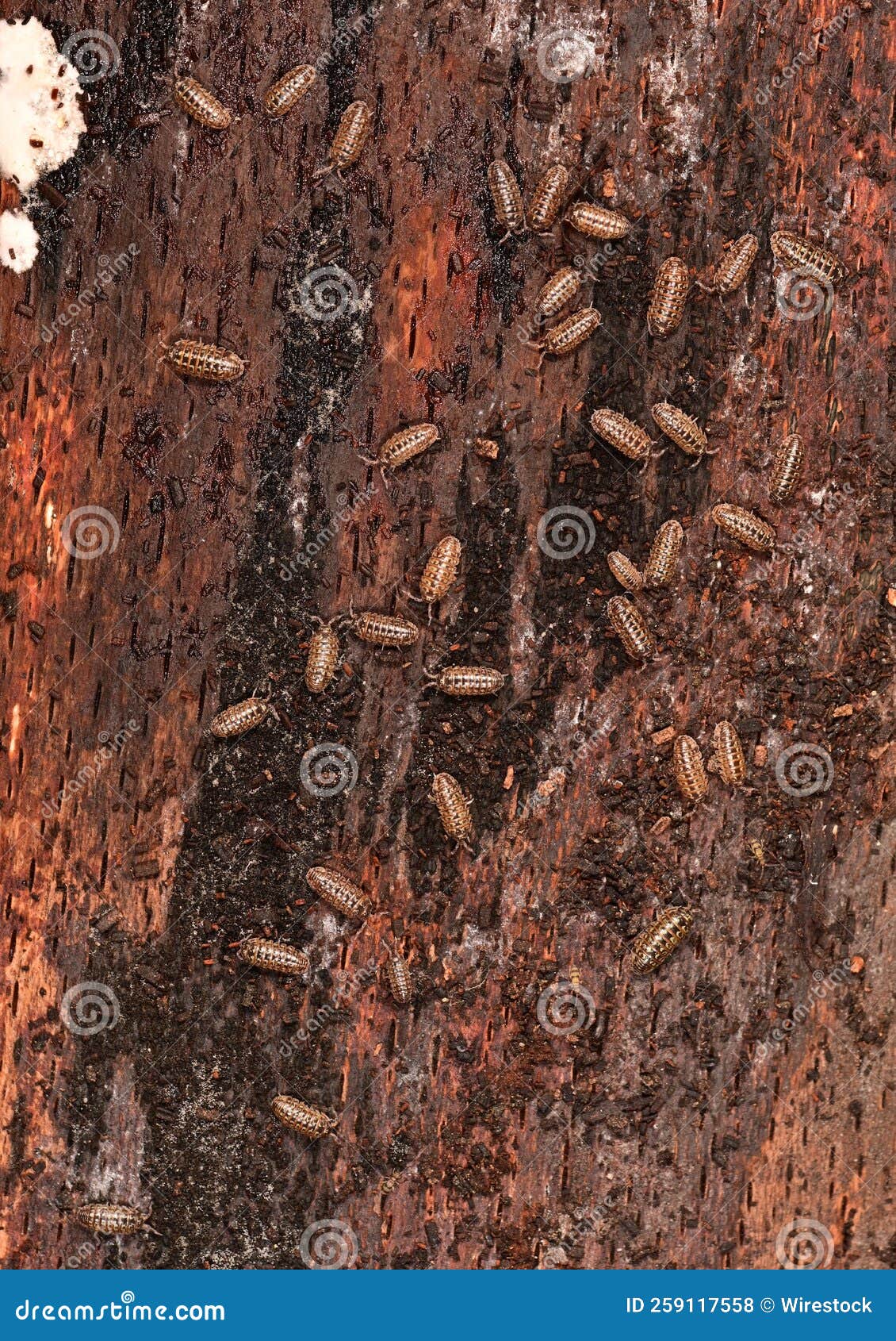Common Rough Woodlouse Crawling on a Tree Bark Stock Photo - Image of ...