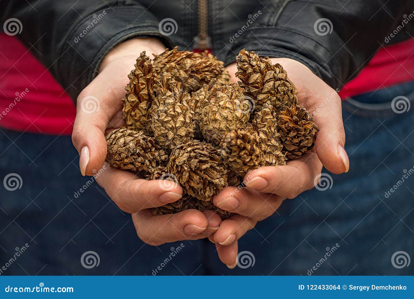 Cones in female hands stock photo. Image of group, cone - 122433064