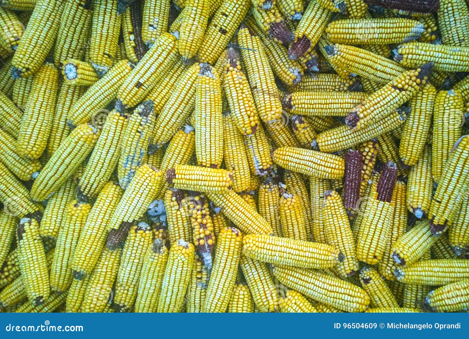 Many Corn Cobs In The Cart. Rows Of Corn In The Shell, Lay In Piles ...