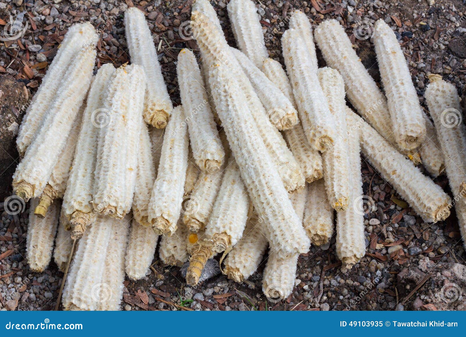 Many Corn Cobs on the Ground Used As Charcoal for Making Campfire Stock ...