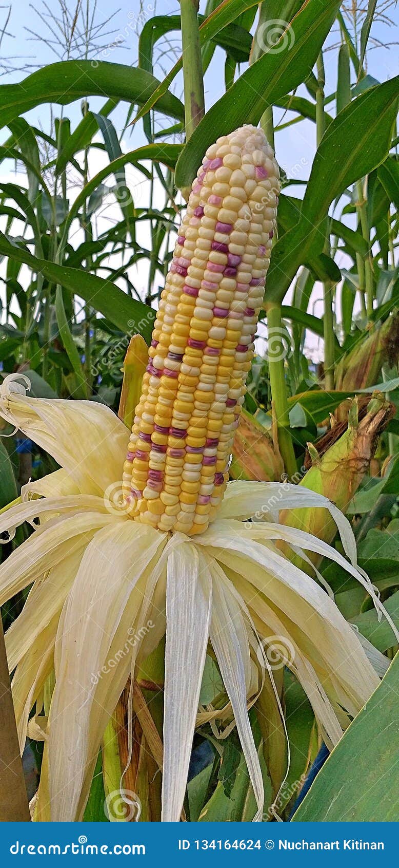 Many Corn Fields. Multi-colored Corn is Yellow, Violet and Three-color ...