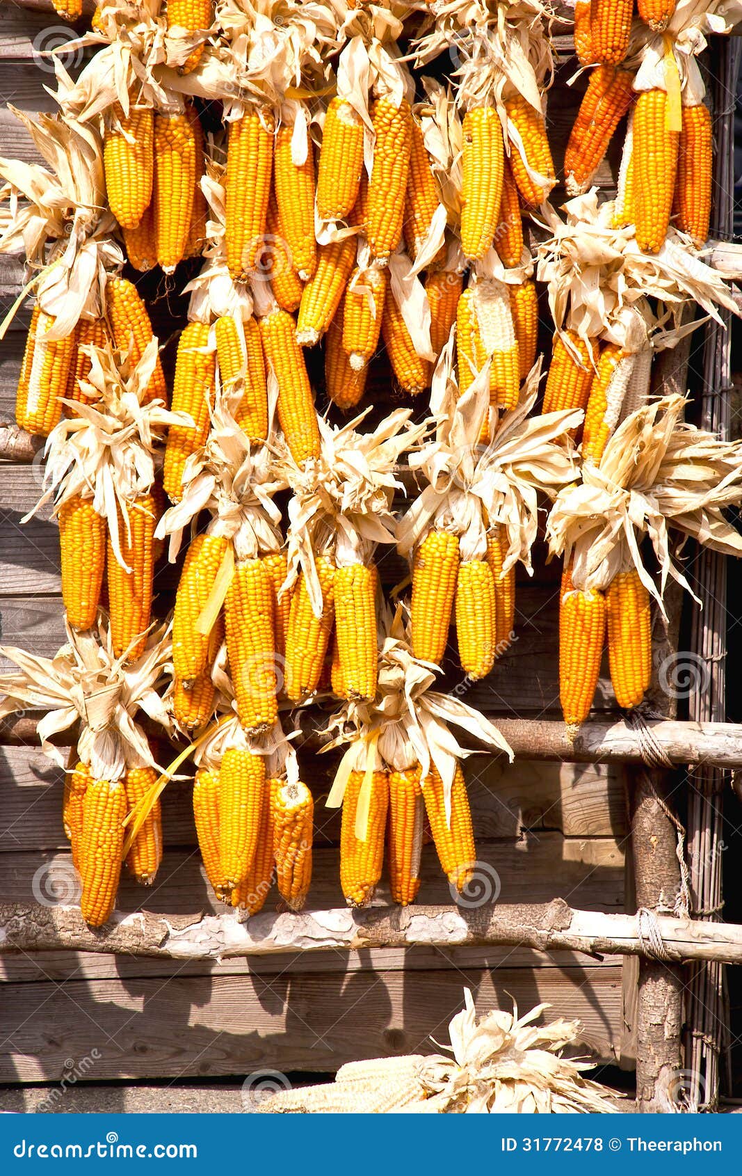 Many Corn Cobs In The Cart. Rows Of Corn In The Shell, Lay In Piles ...