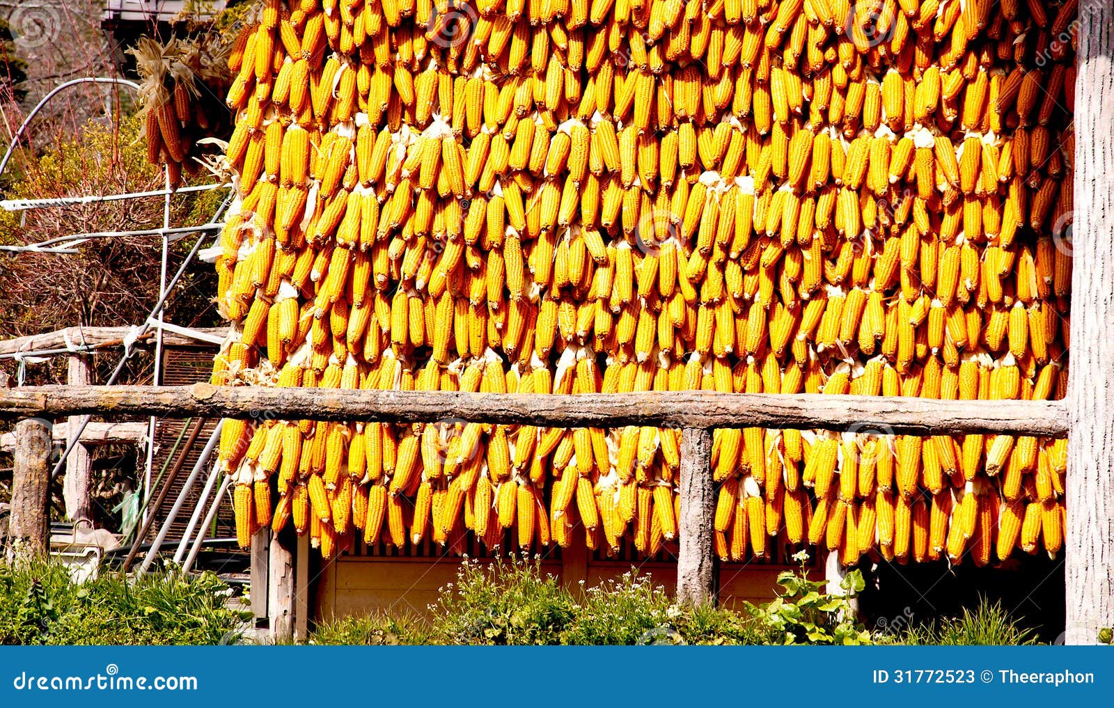 Many Corn Cobs In The Cart. Rows Of Corn In The Shell, Lay In Piles ...
