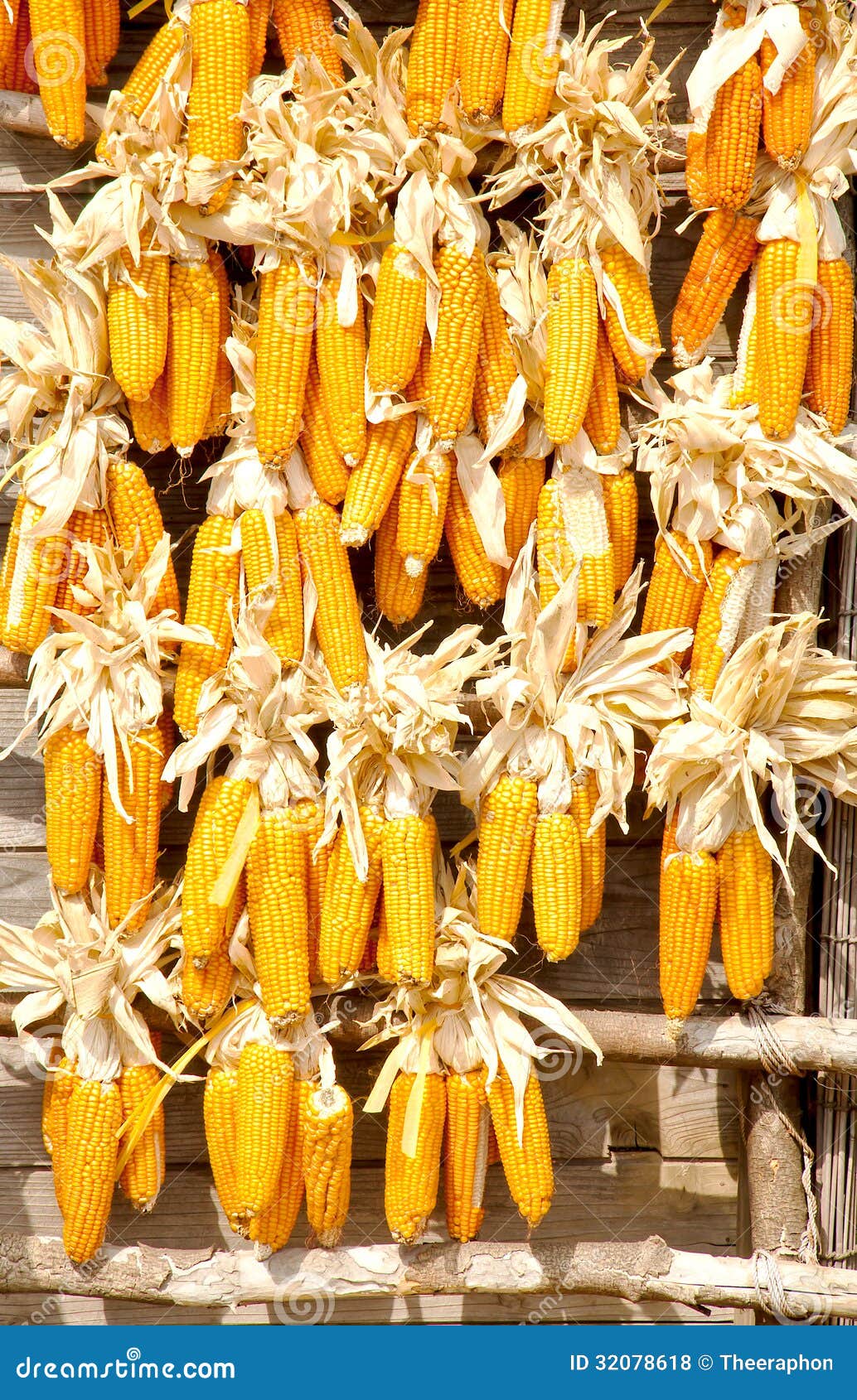 Many corn. stock photo. Image of farmer, group, culture - 32078618