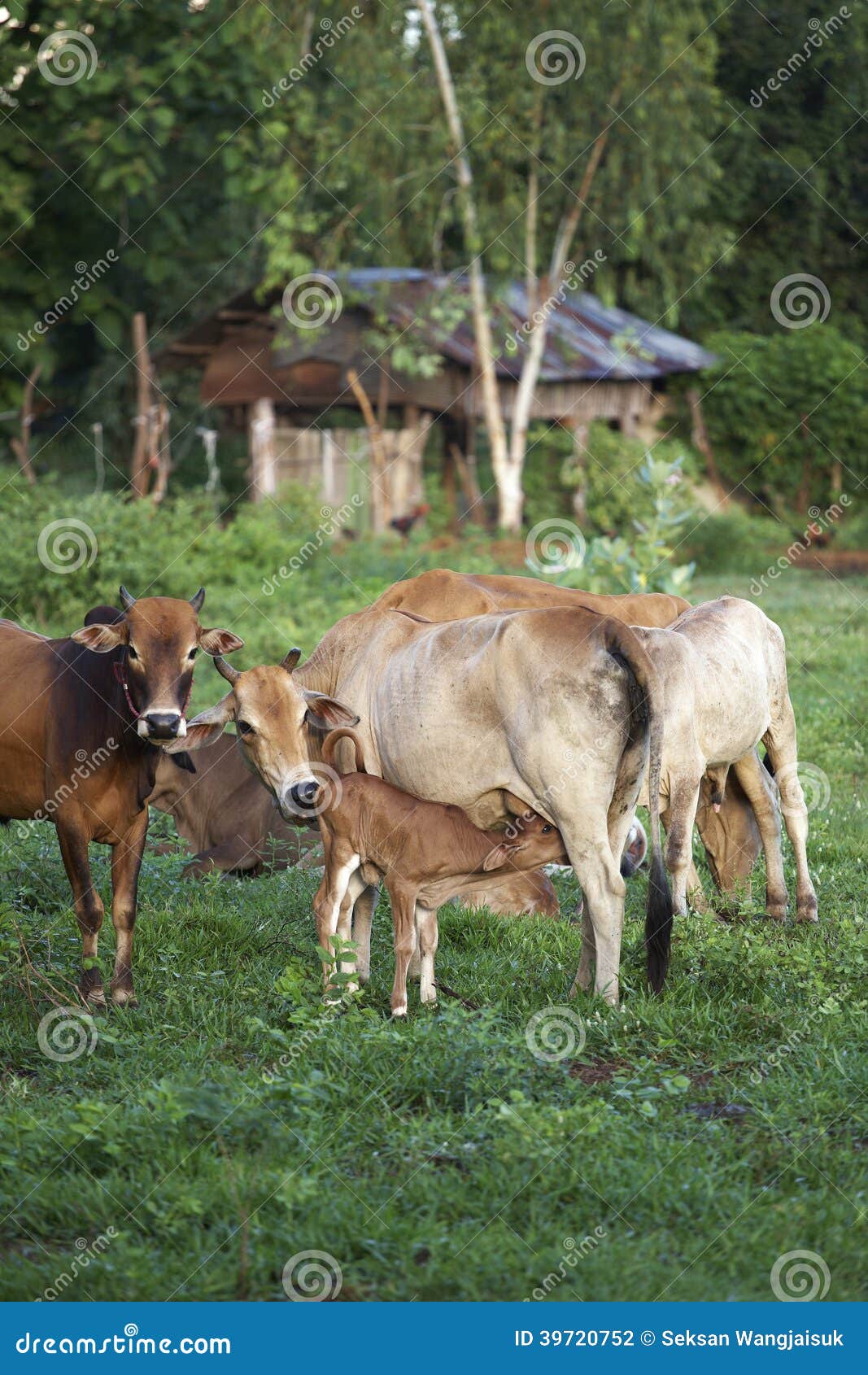 Many cow stock photo. Image of beautiful, farming, baby - 39720752