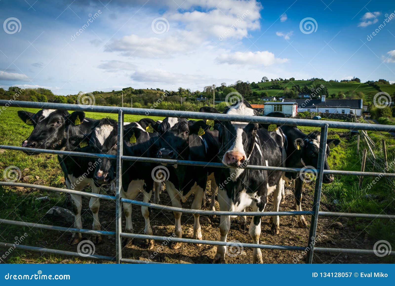 Many Cows in captivity stock image. Image of captivity - 134128057