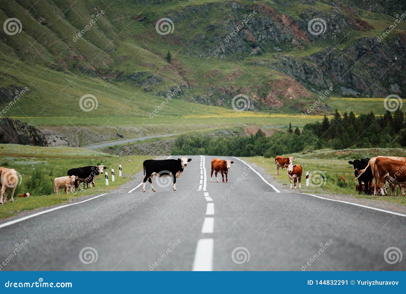 Many Cows Crossing Rural Road. Mountains Stock Image - Image of green ...