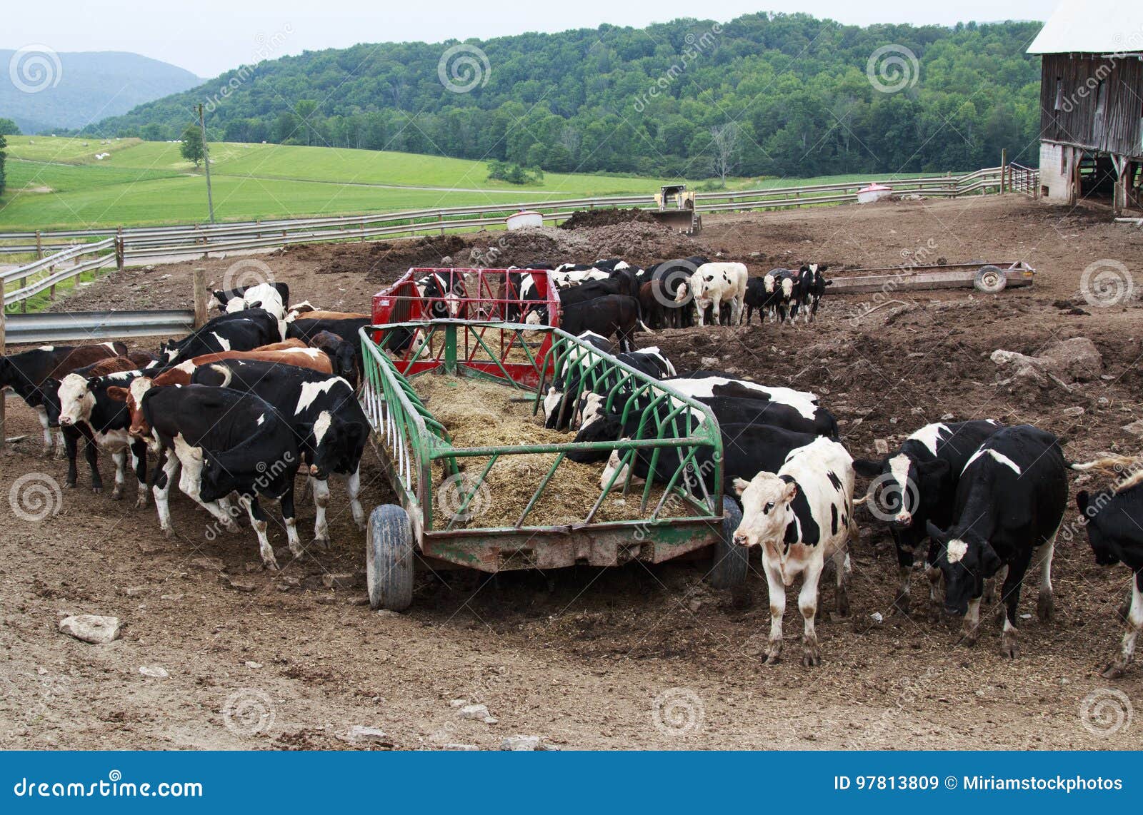 Many Cows Eating Outside in the Pasture Stock Image - Image of cattle ...