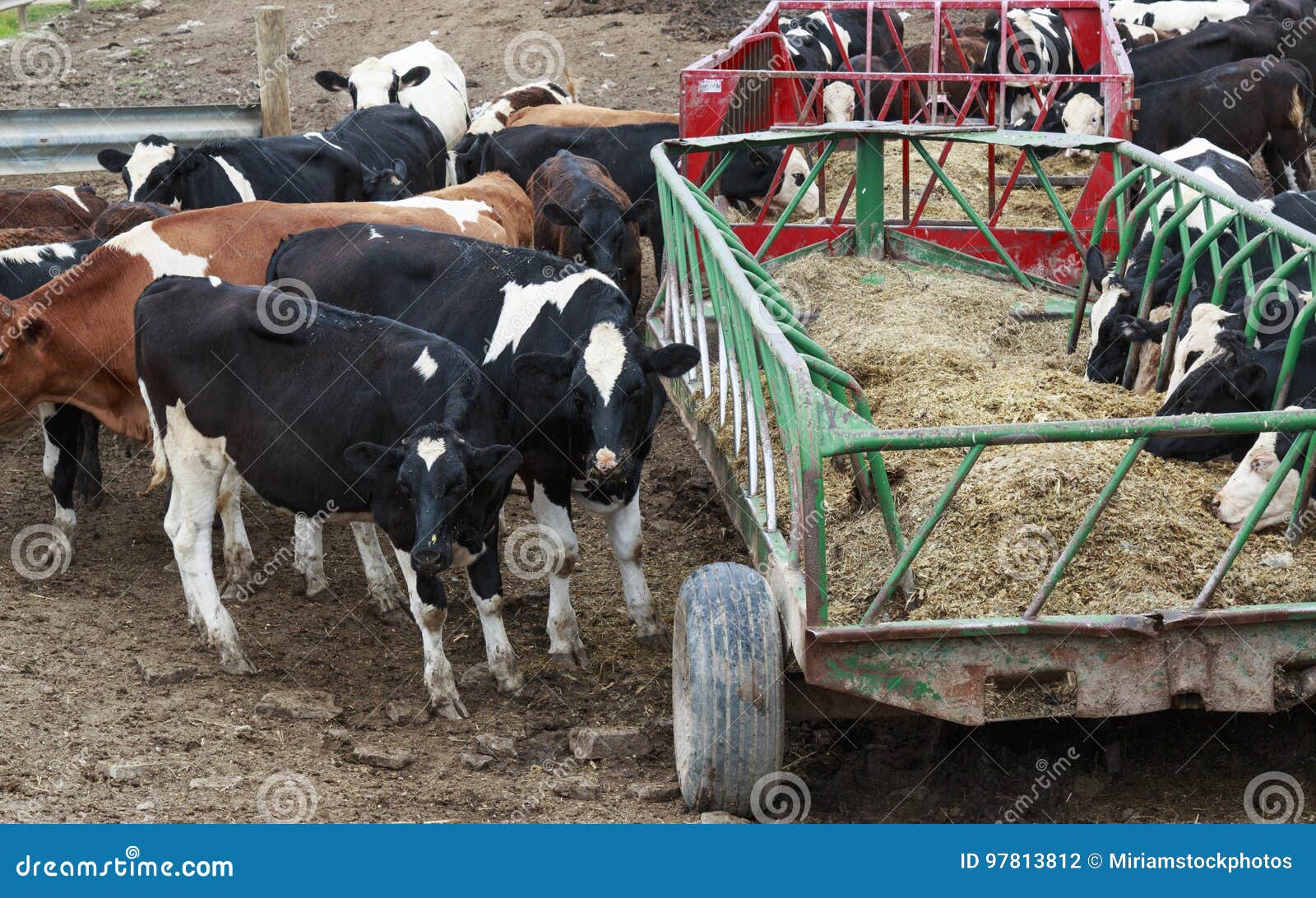 Too Many Cows, Bulls And Calves Are Standing One Cow Is Licking The ...
