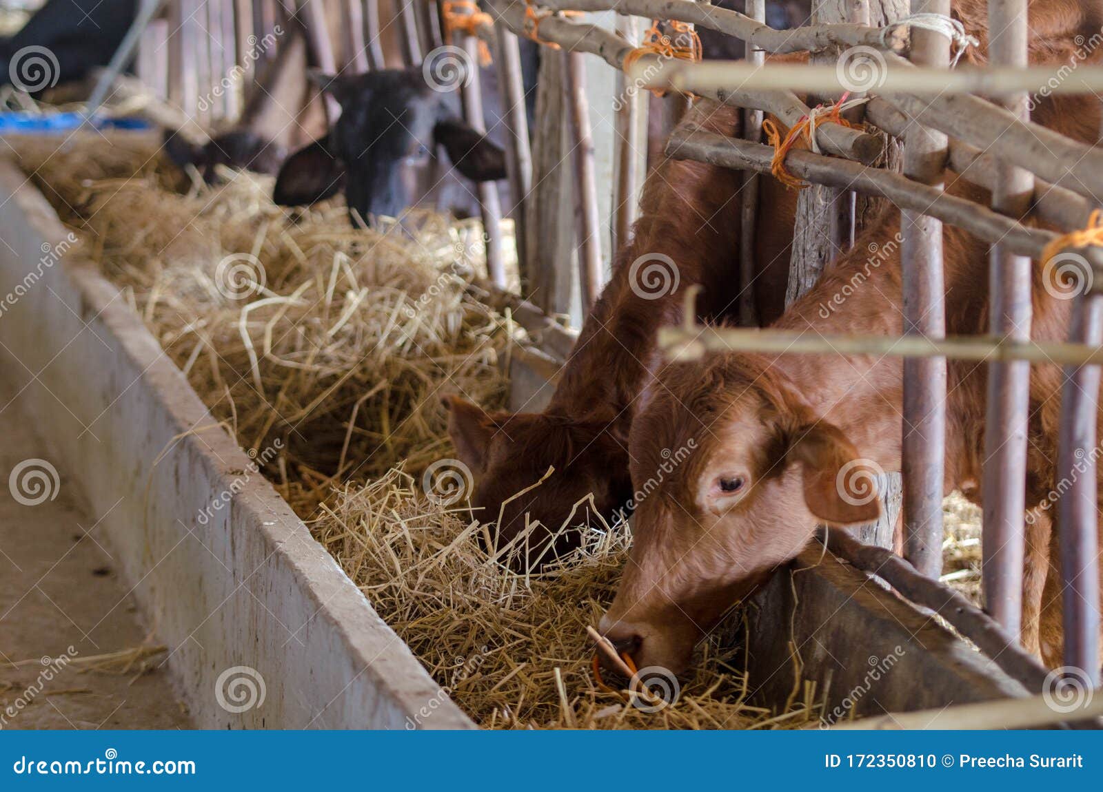 Many cows are on the farm. stock photo. Image of bovine - 172350810