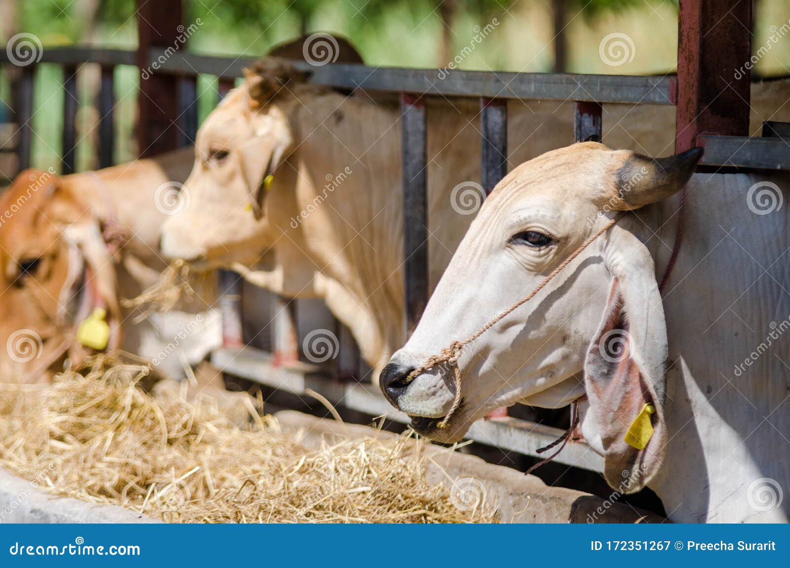 Cows are Eating Food on the Farm, Stock Image - Image of country, close ...