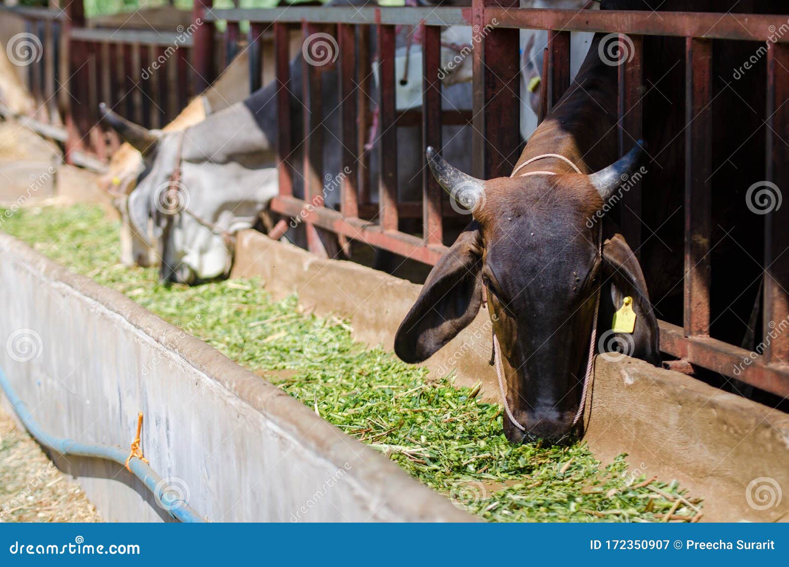 Many cows are on the farm stock image. Image of child - 172350907