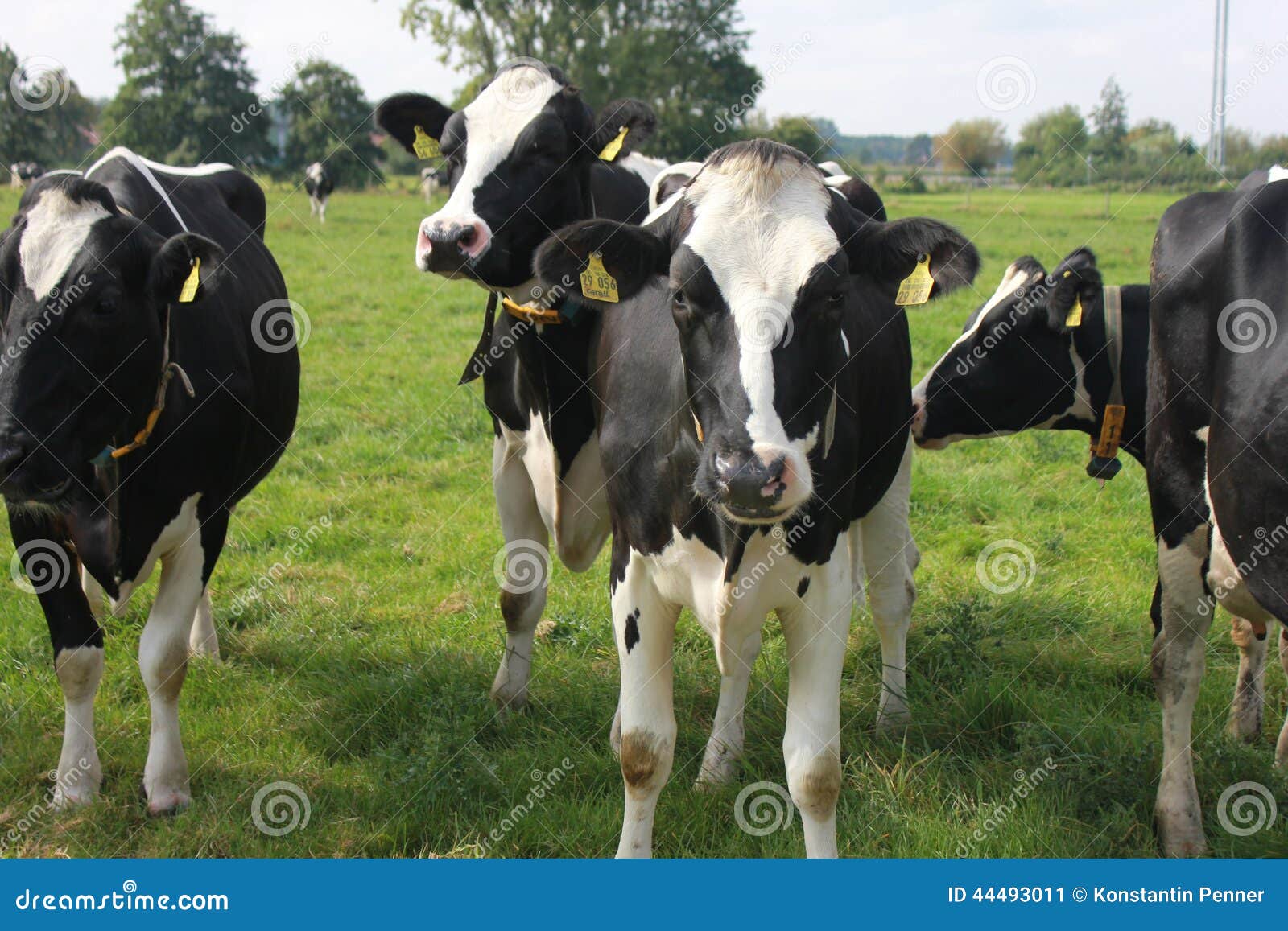 Many cows on a grassfield stock image. Image of grass - 44493011