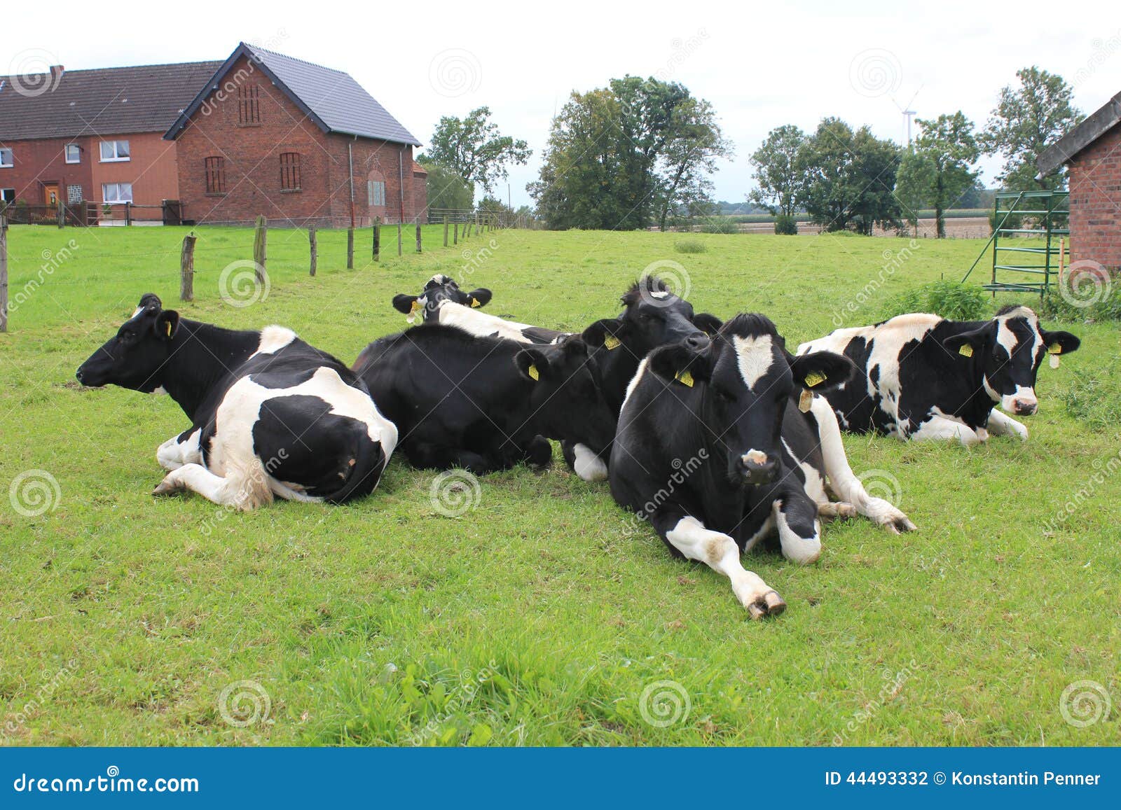 Many cows on a grassfield stock photo. Image of field - 44493332