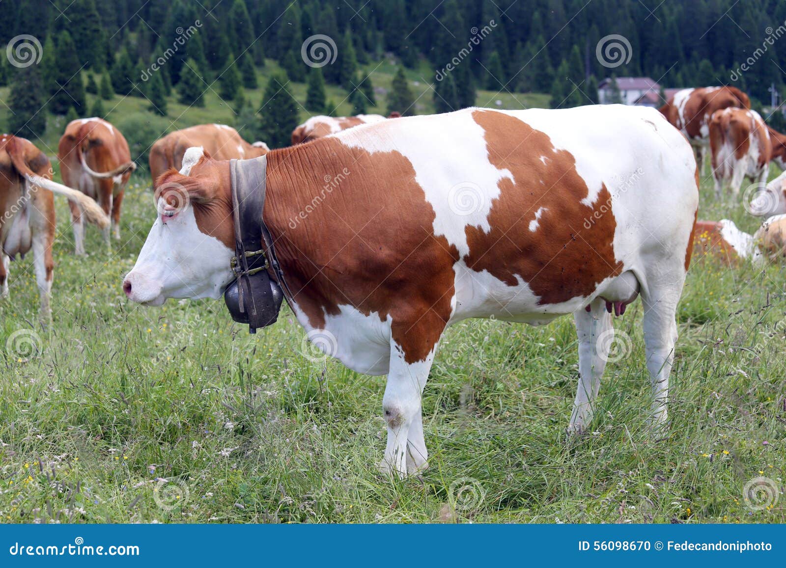 Many Cows Grazing on the Lawn in the Mountains Stock Photo - Image of ...