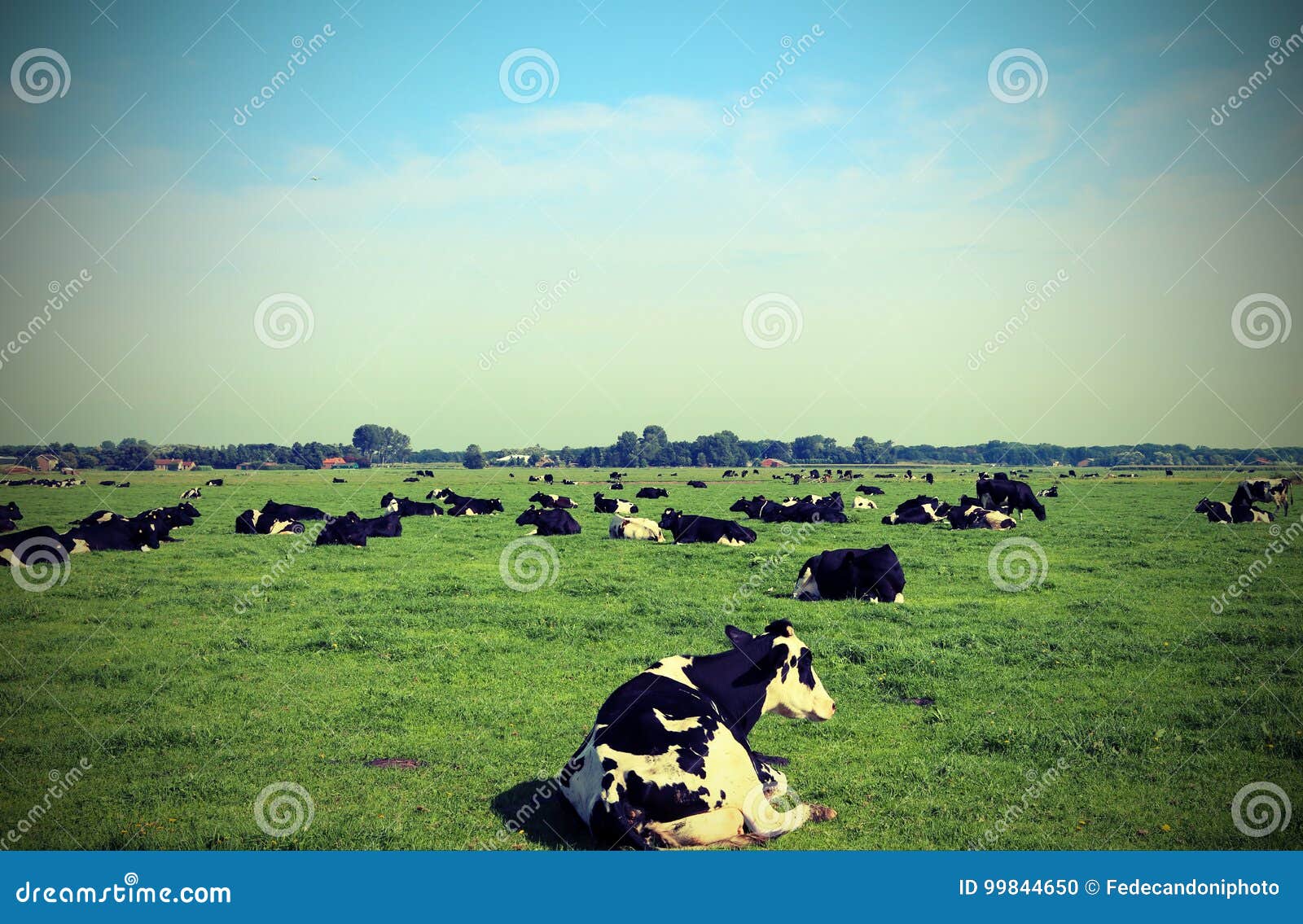 Cows grazing in the plain stock photo. Image of outdoor - 99844650