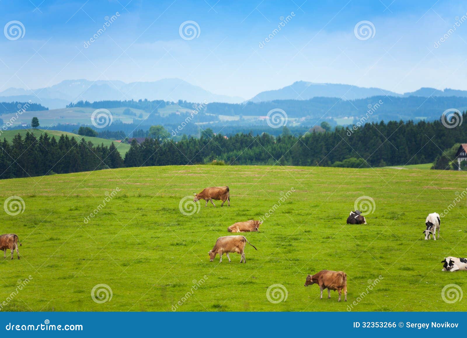 Many cows on the pasture stock photo. Image of grazing - 32353266