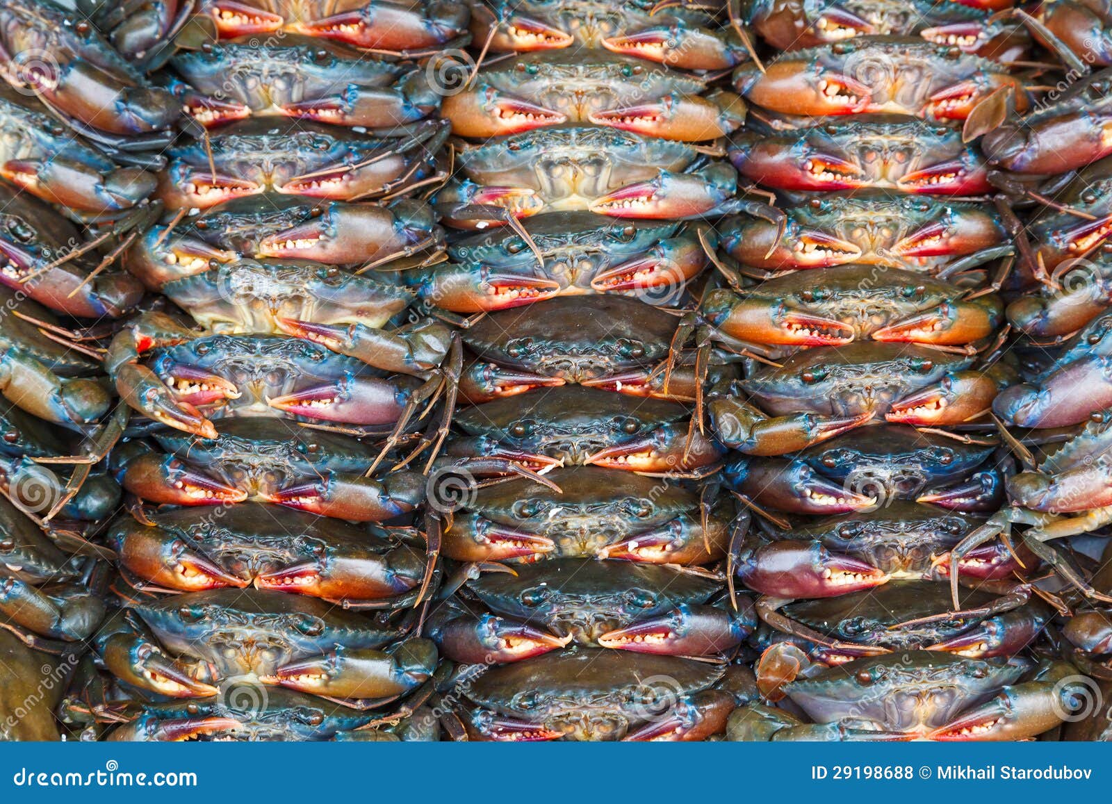 Many crabs stacked in rows stock photo. Image of meat - 29198688
