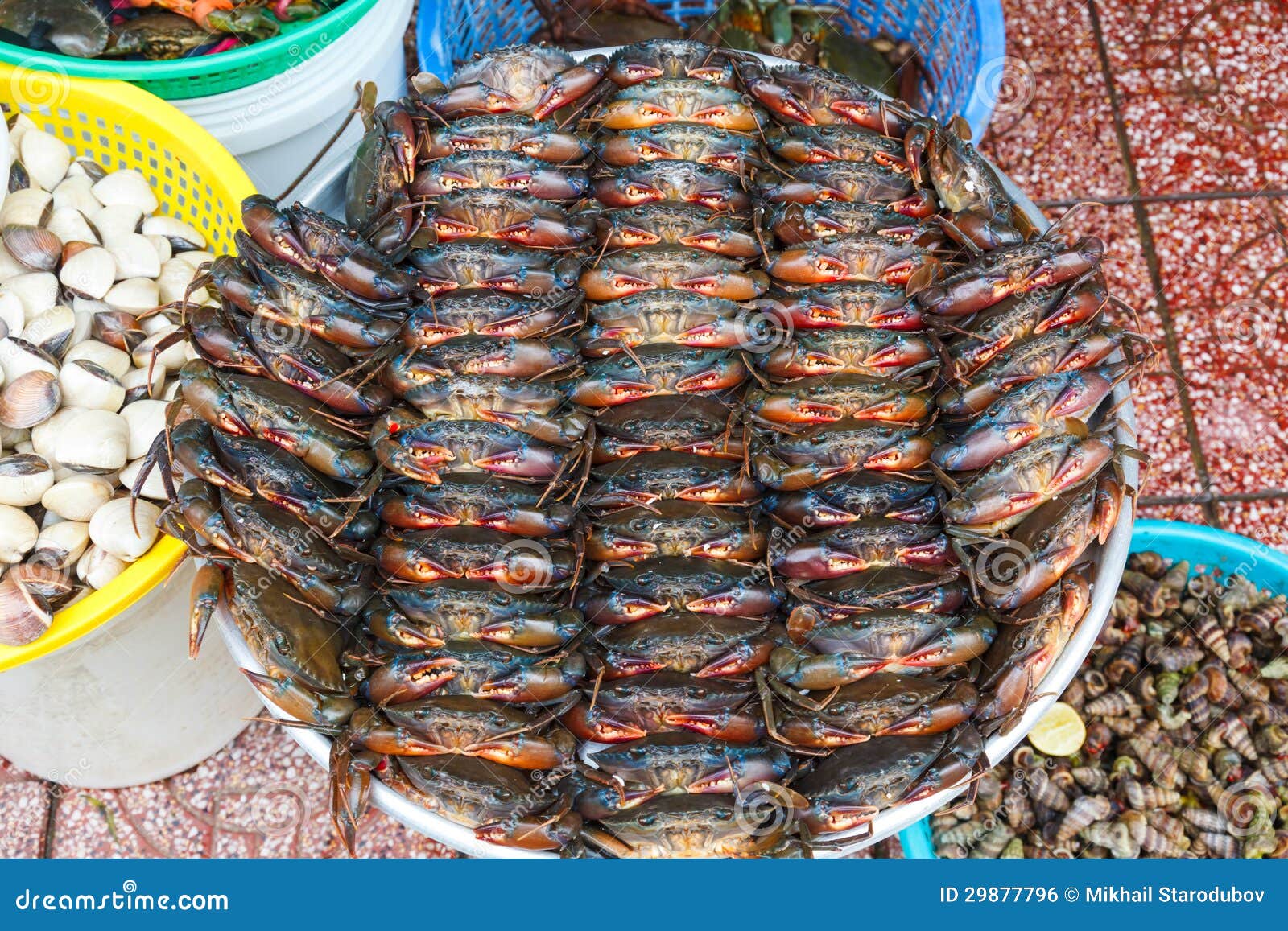 Many crabs stacked in rows stock photo. Image of drink - 29877796