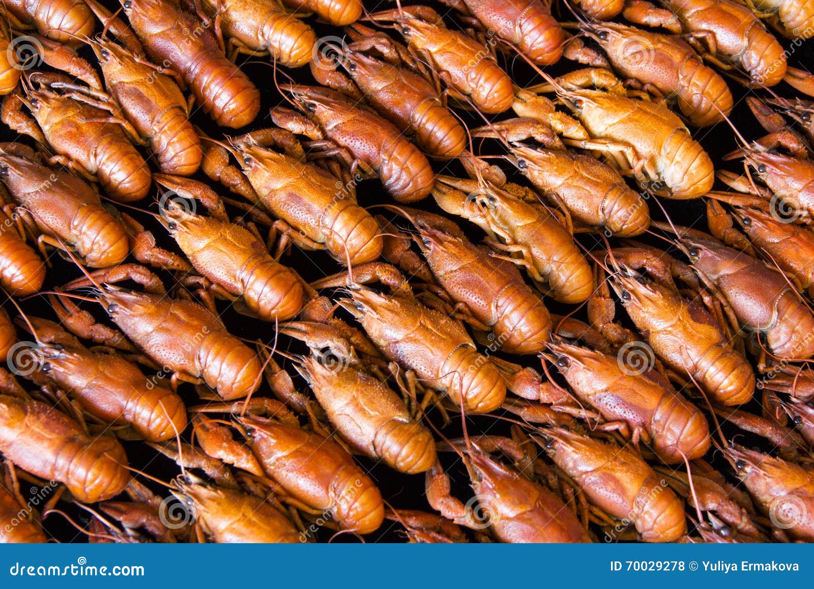 Many crawfishes stock photo. Image of russian, crawfish - 70029278