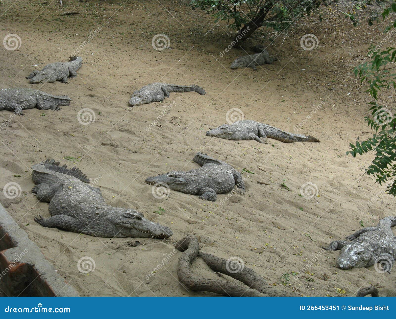 Many Crocodiles Basking Together in the Sun on a Sandy Beach Stock ...