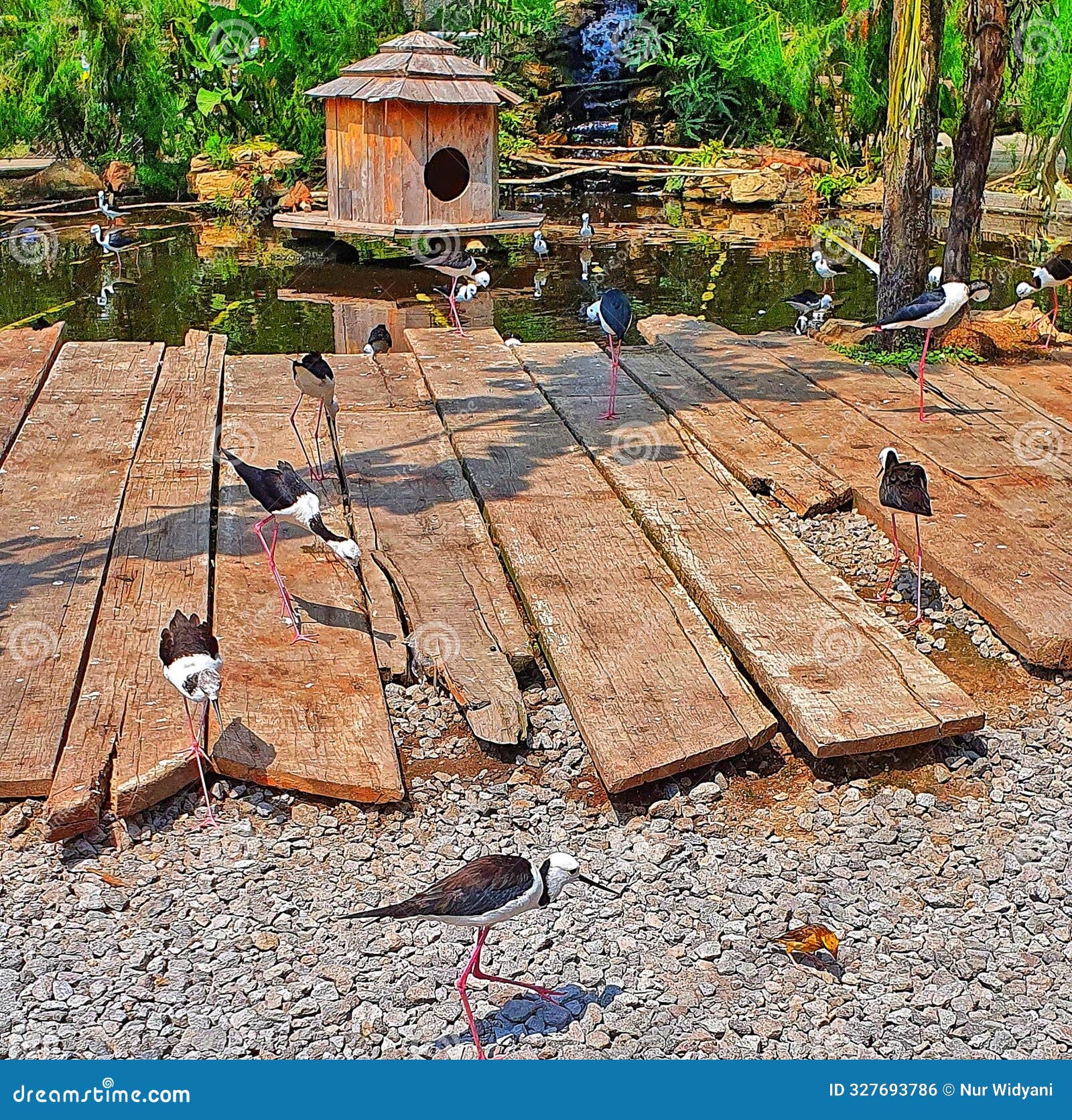 Many Crows in the Fish Pond at the Park Area Stock Photo - Image of ...