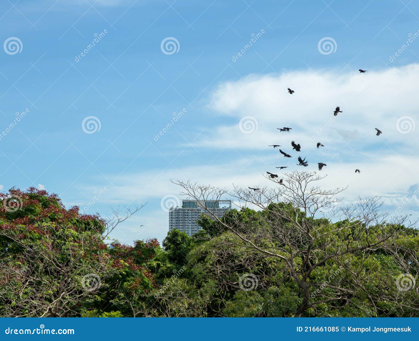 Many Crows Flying and Fighting, Blurring Focus on Crows Stock Image ...