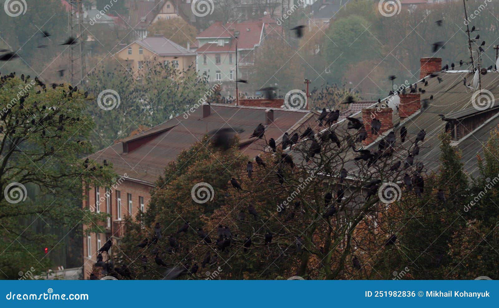 Many Crows Sit on the Top of the Tree. a Flock of Crows Roars in the ...