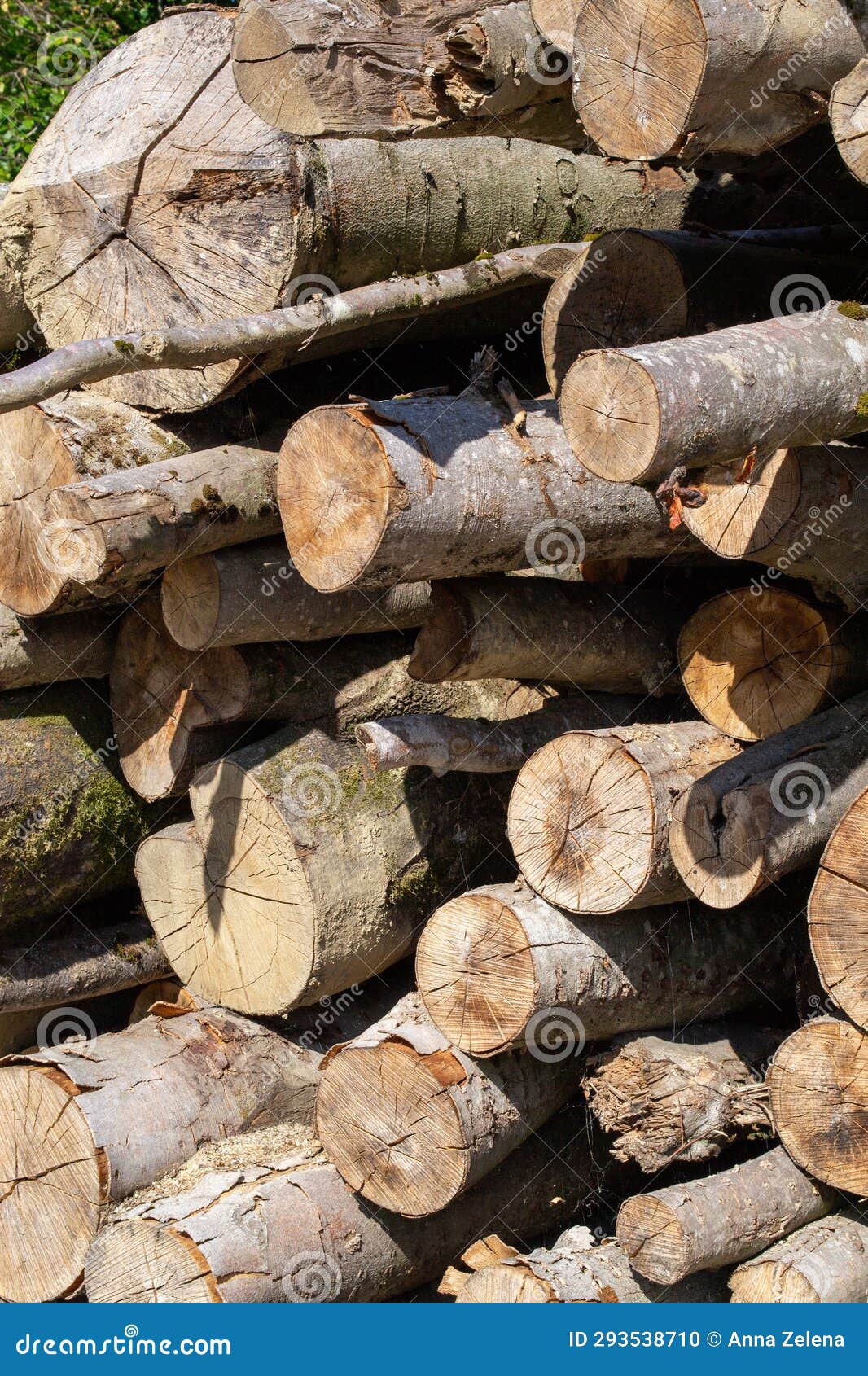 Many Cut Tree Trunks Stacked on Top of Each Other Stock Photo - Image ...