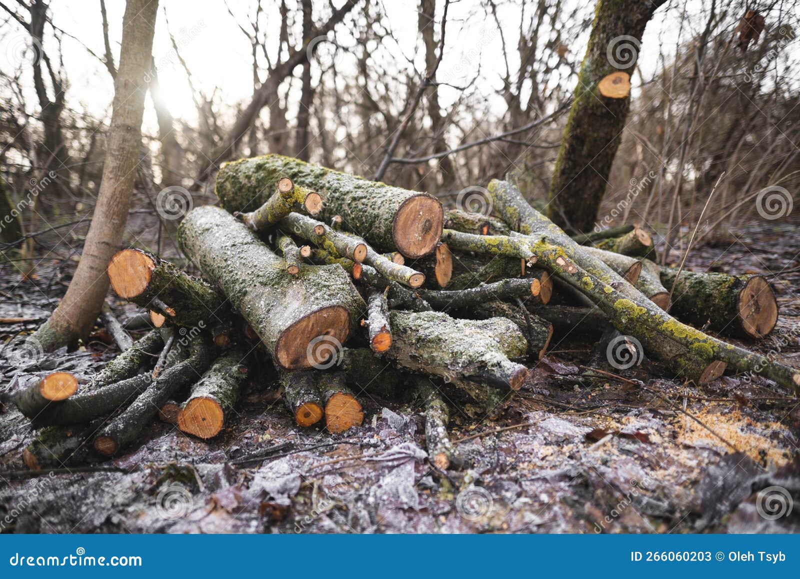 Many Cut Trees in the Forest for Firewood Stock Image - Image of ...