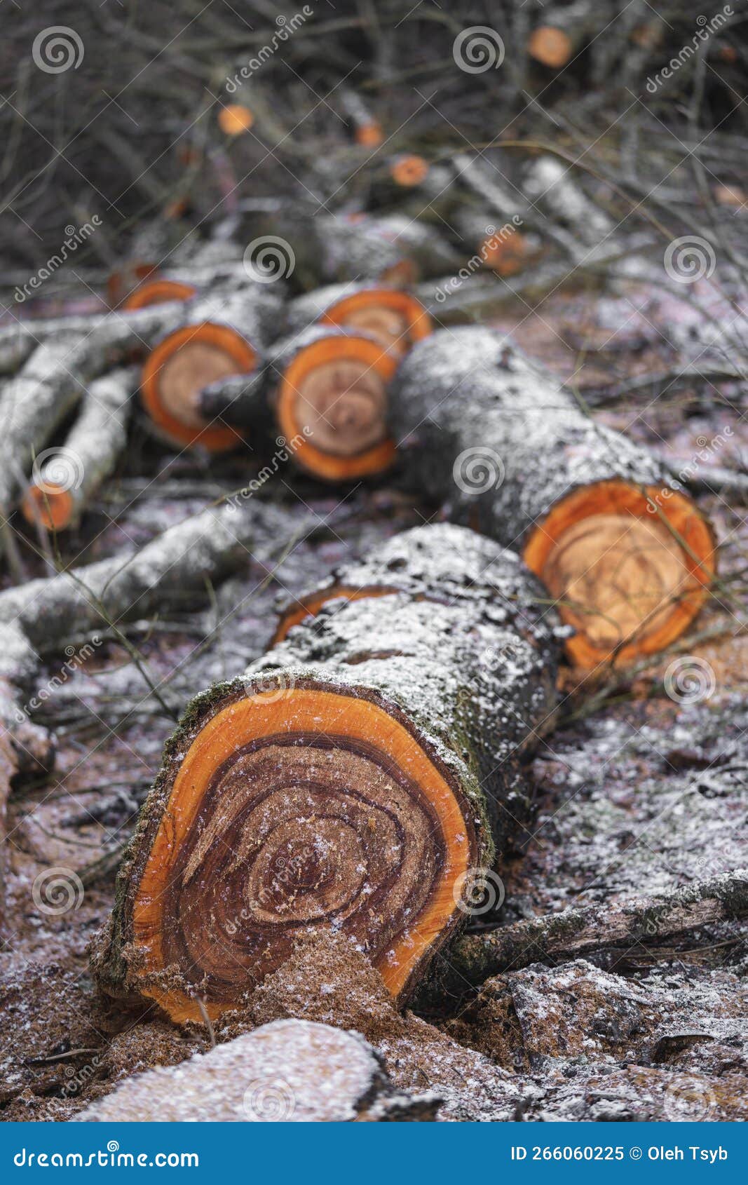 Many Cut Trees in the Forest for Firewood Stock Image - Image of pine ...